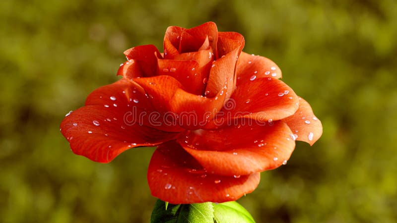 Red Rose Growth Stages. Flowers Plants Development. Rose Animation ...