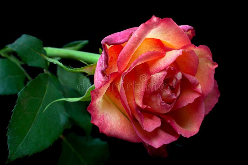 Rose flower head stock image. Image of floral, yellow - 208783649