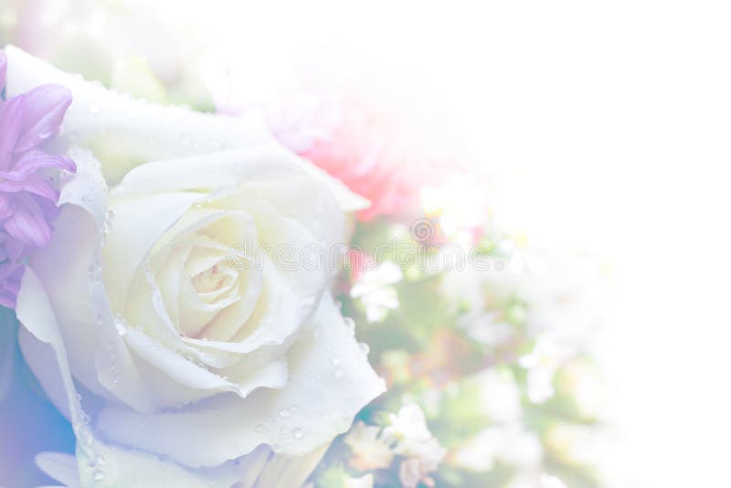 Rose Flower High Key Abstract and Soft Color Stock Photo - Image of ...