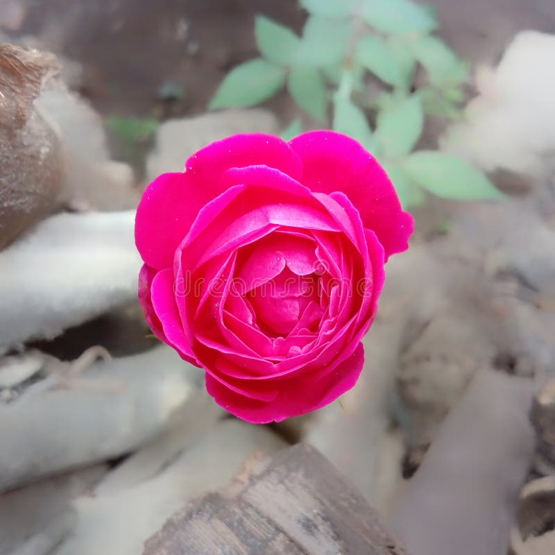 The Rose Flower with His Upper Body Stock Image - Image of upper, click ...