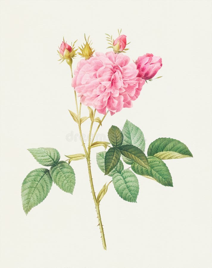 Rose Flower. Botanical Flower Illustration Stock Illustration ...