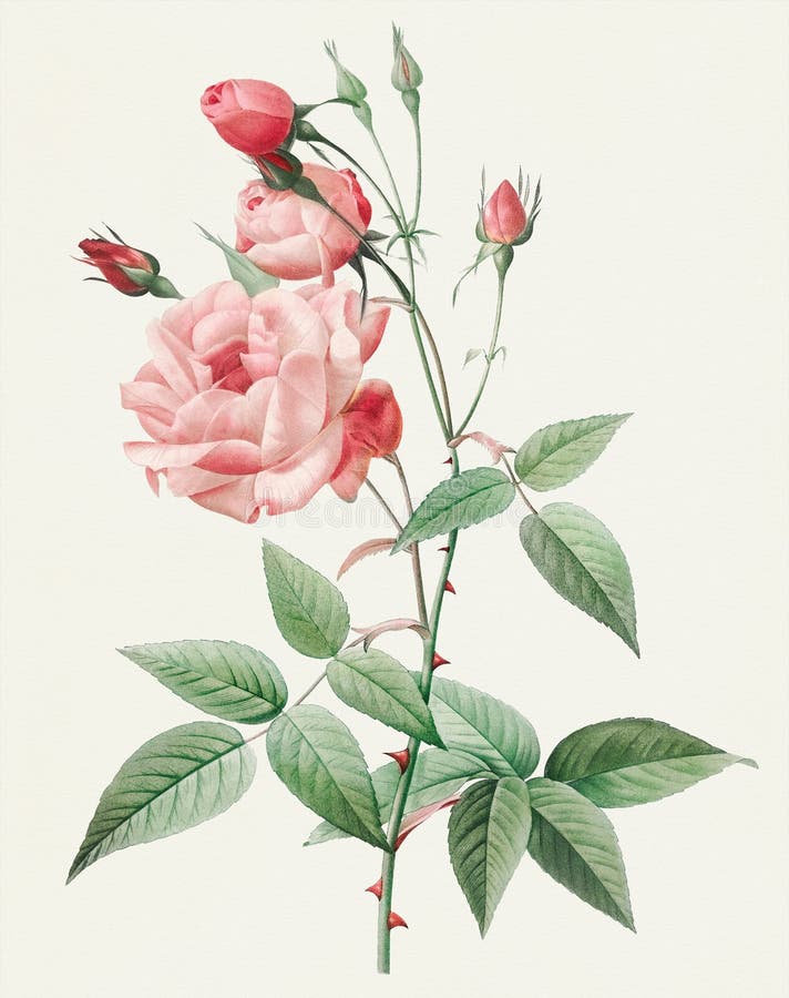 Rose Flower. Botanical Flower Illustration Stock Illustration ...