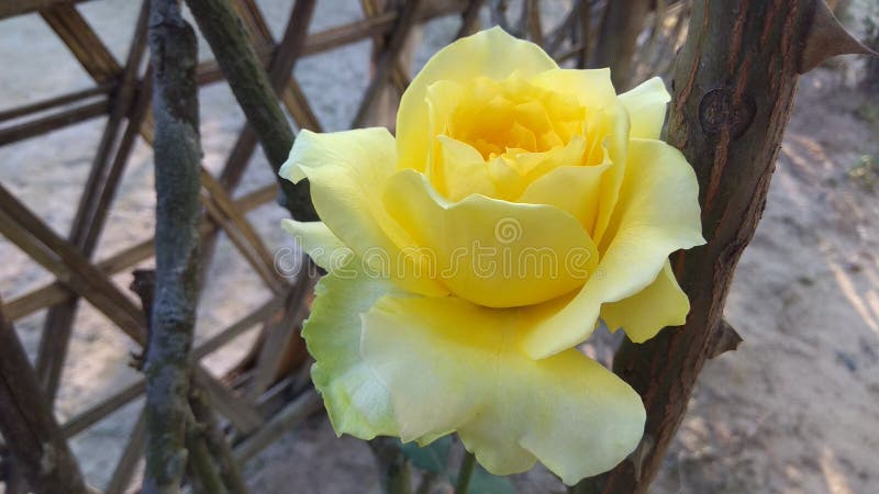 Rose wallpaper stock photo. Image of flower, bloom, dreamstime - 138815828
