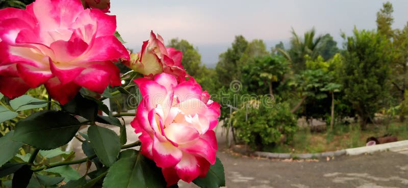 Rose flower in Indonesia stock image. Image of peony - 218981101