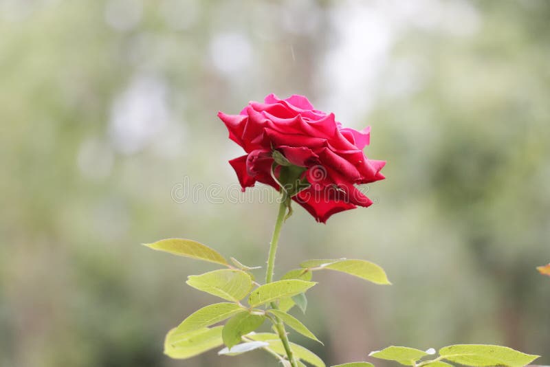 Rose flower inga stock photo. Image of flower, inga - 247599108