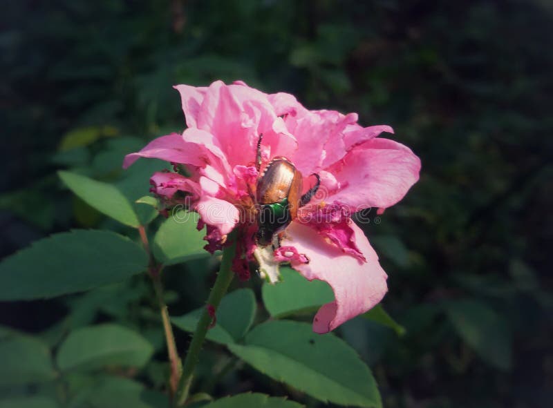 Rose flower stock image. Image of insects, life, beauty - 142784725