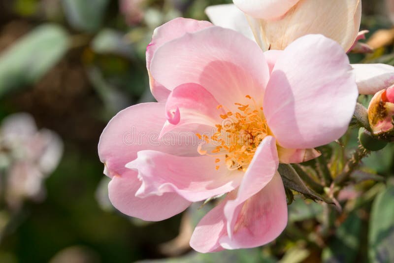 Rose flower. stock photo. Image of macro, pink, wave - 84520790