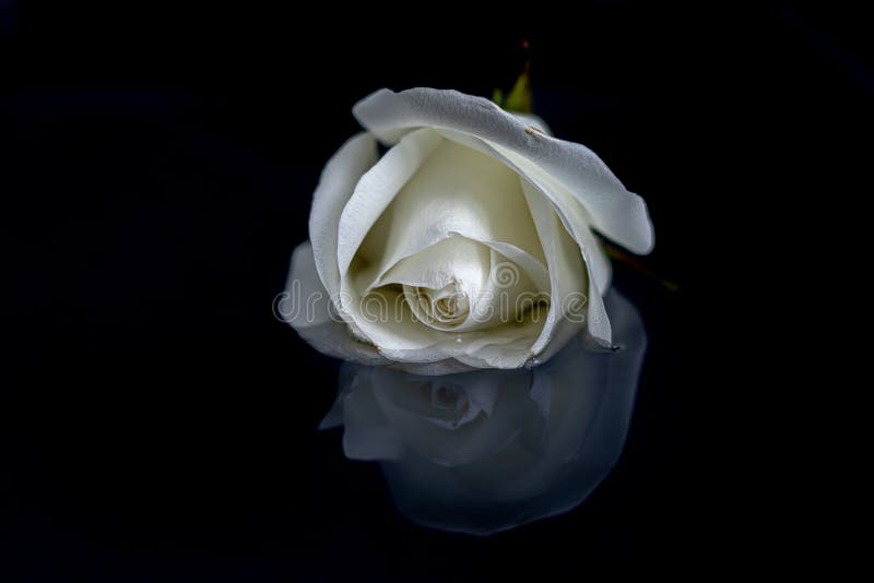 Rose Flower and Its Reflection on the Water Stock Image - Image of ...