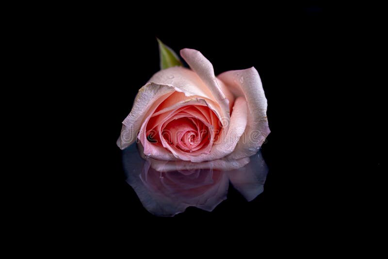 Rose Flower and Its Reflection on the Water Stock Photo - Image of ...