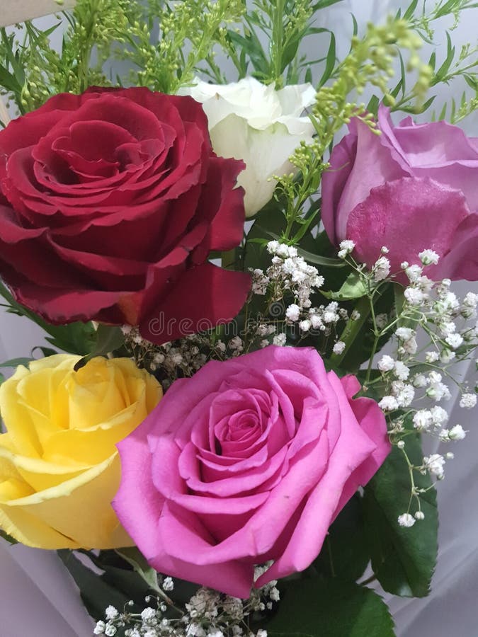 Rose Flower Jouri Love Colour Stock Photo - Image of pink, lilac: 249128242