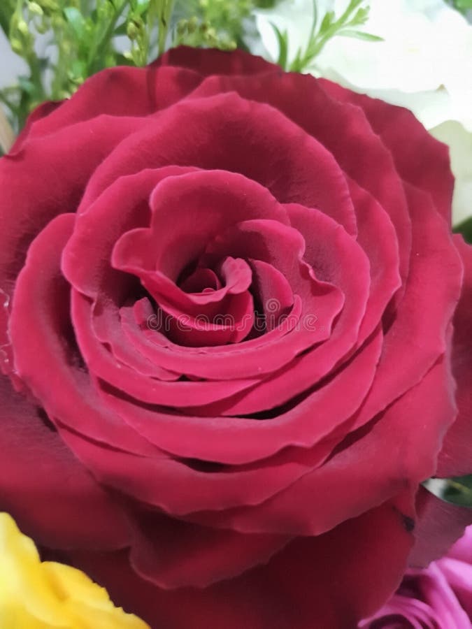 Rose Flower Jouri Love Colour Stock Image - Image of flower, yellow ...