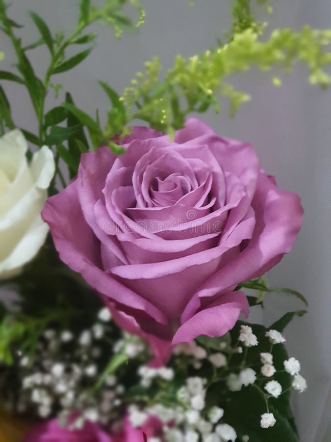 Rose Flower Jouri Love Colour Stock Photo - Image of purple, petal ...