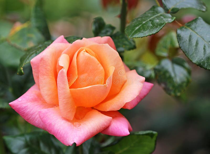 Rose flower and a leaf stock image. Image of leaf, leaves - 104145651