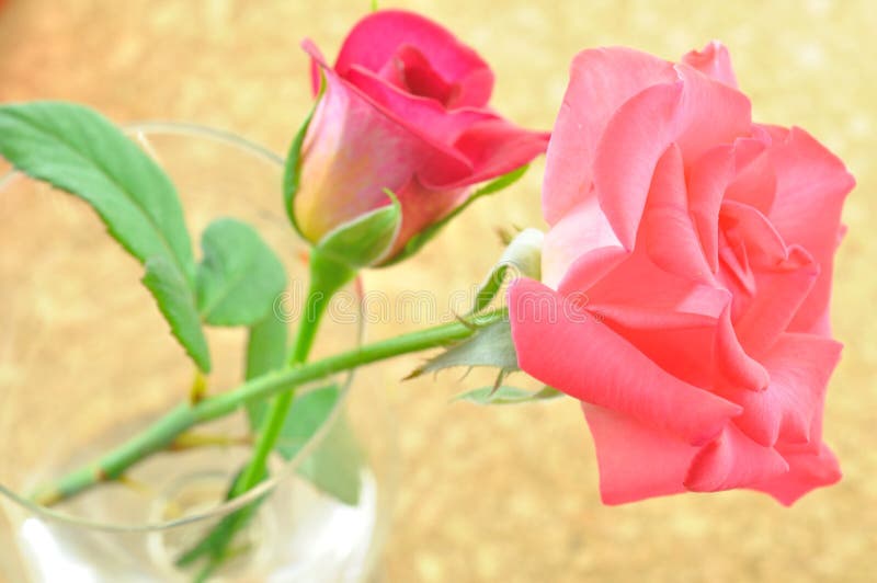 Rose flower stock image. Image of flower, emotion, rose - 49293983