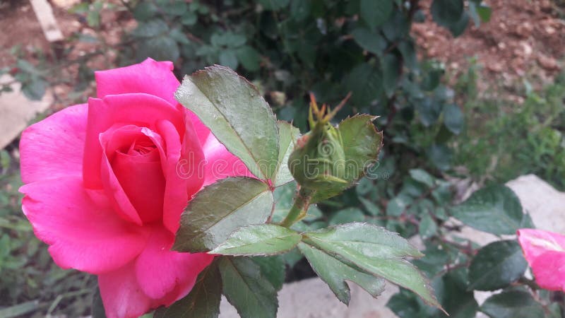 Rose Flower with Love ?? Garden Flower Stock Image - Image of flower ...