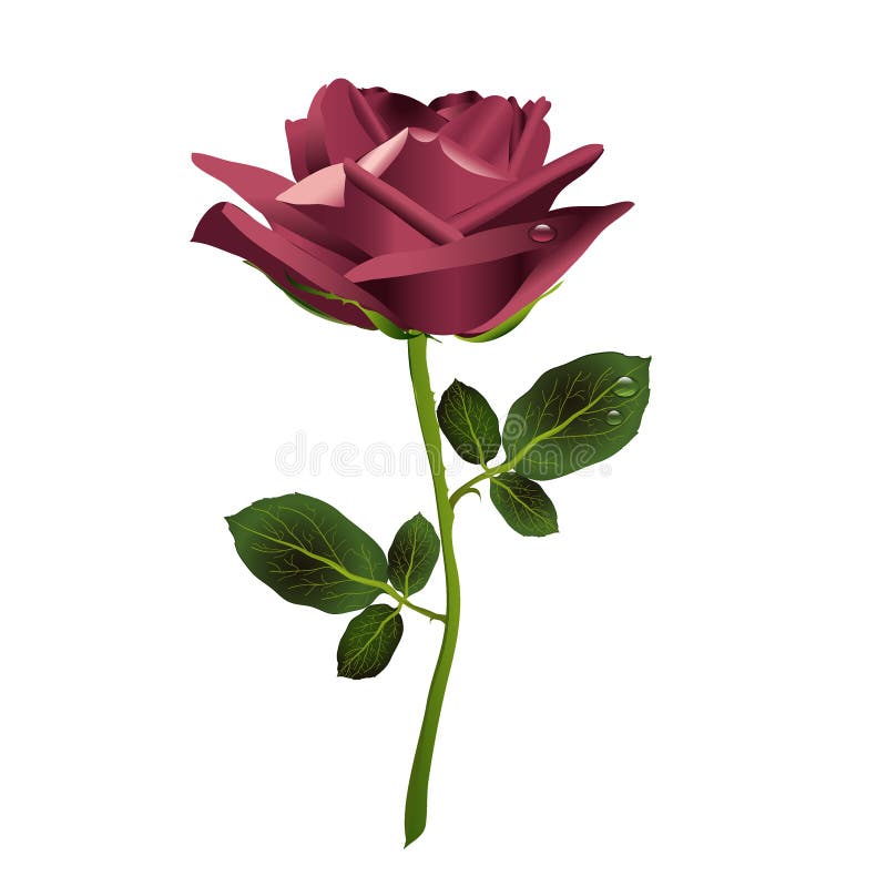 Rose Flower Marsala on a White Background. Vector Stock Illustration ...