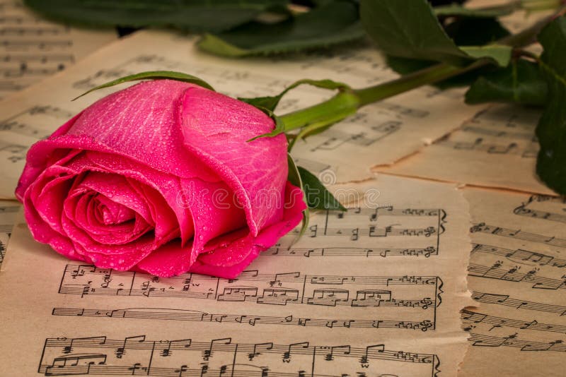 Rose Flower and Music Notes Sheet Stock Image - Image of musical, love ...