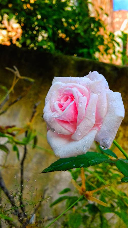 Golap Phul Stock Photos - Free & Royalty-Free Stock Photos from Dreamstime