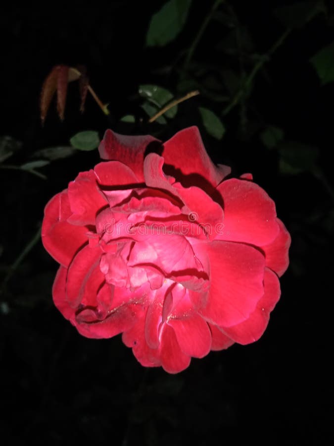 Rose flower at night stock image. Image of night, gulab - 179639569