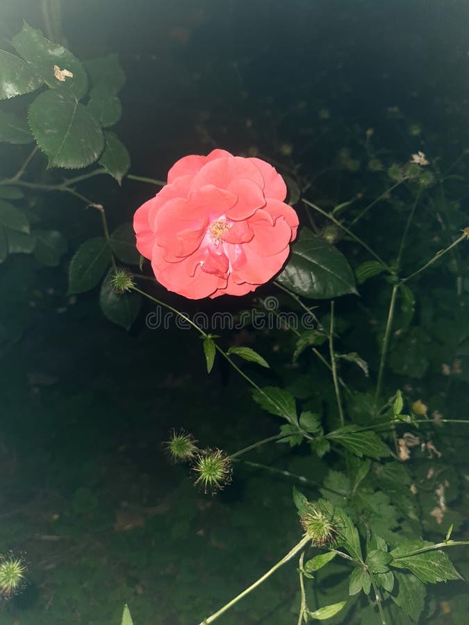 Rose flower in night stock image. Image of fragile, night - 219898305