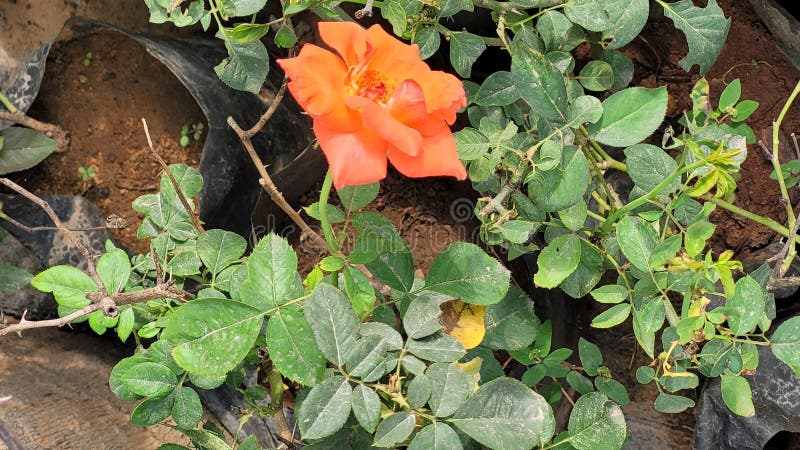 Rose Flower Nursery in Soil Fresh Morning Stock Image - Image of soil ...