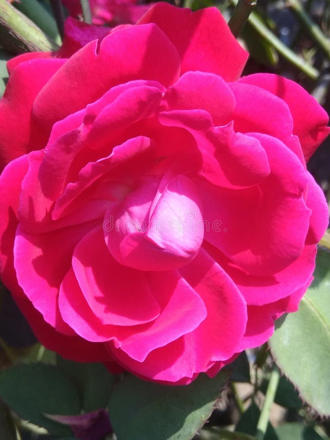 Rose flower odisha stock image. Image of flower, morning - 172696823