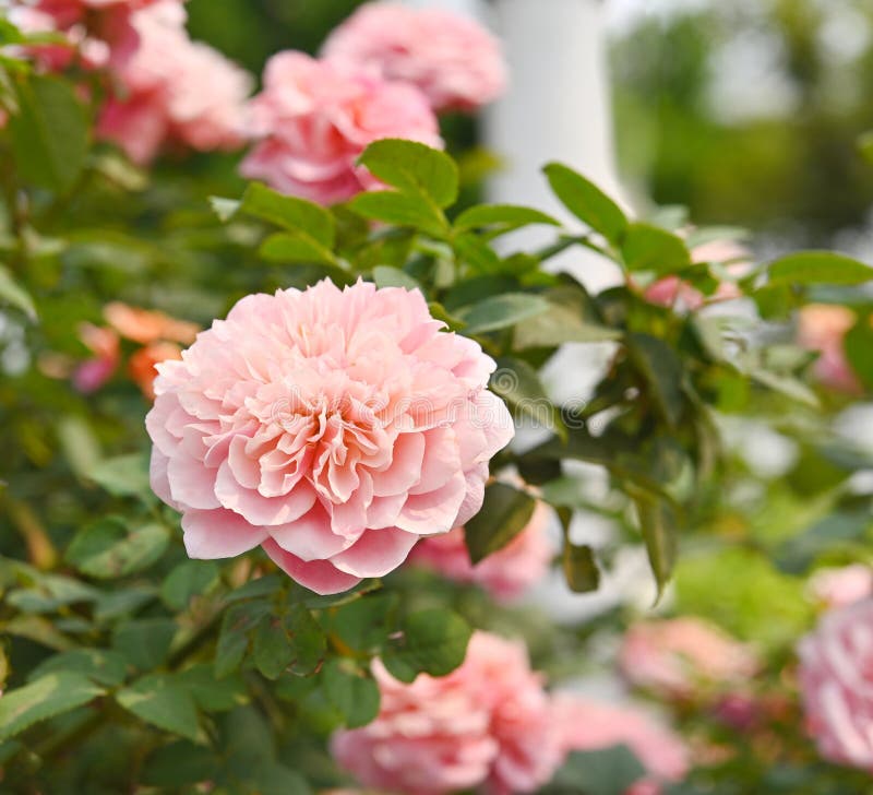 Rose Flower Old Rose Color Rose Flower in Nature Rose Garden Stock ...