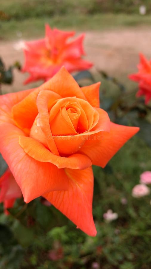 Rose ( flower ) . stock image. Image of zoom, rose, color - 77398873