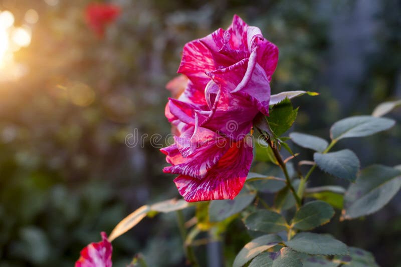Rose Flower Papageno Sort of into the Sunset Stock Image - Image of ...