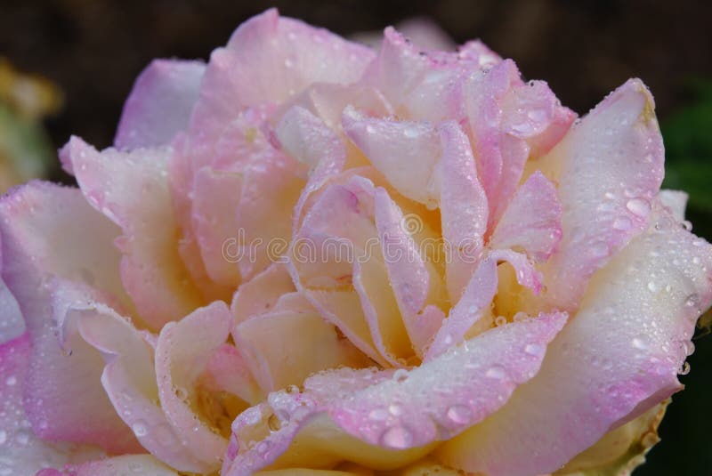 Rose Flower Pedals after the Rain Shower Stock Photo - Image of ...