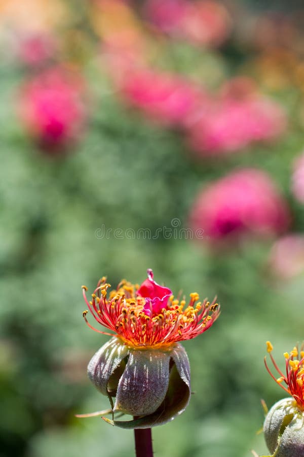 Rose Flower without Petals in the Garden Stock Image - Image of pretty ...