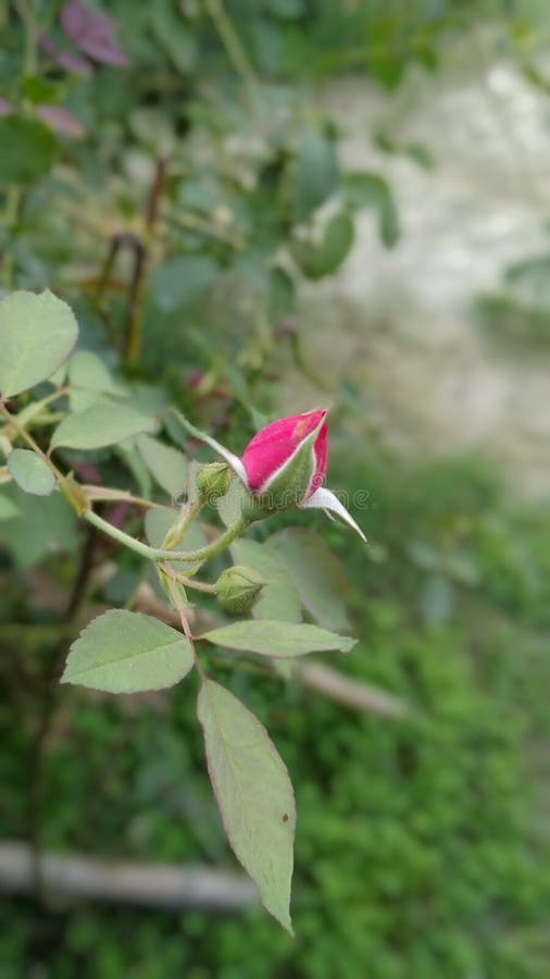 Picskali Stock Photos - Free & Royalty-Free Stock Photos from Dreamstime