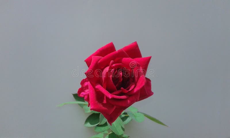 Rose Flower Picture. Beautiful Picture. Nice Stock Photo - Image of ...