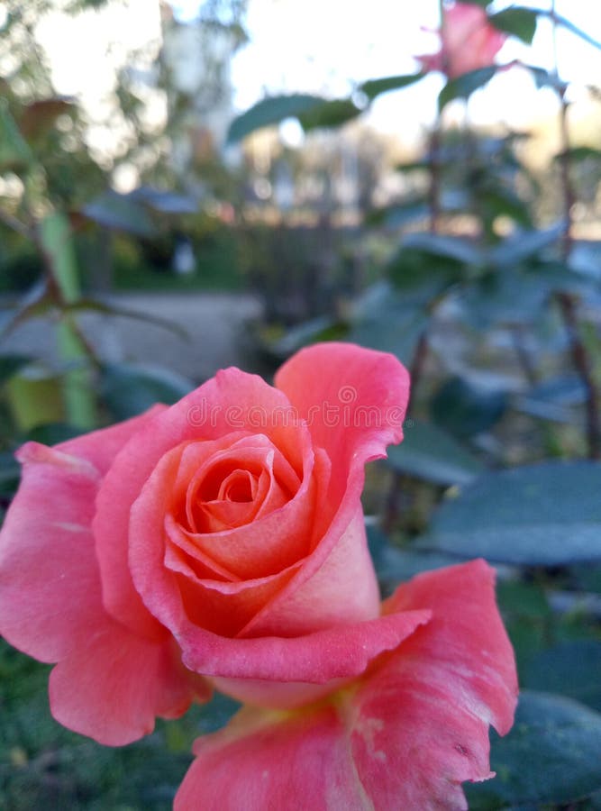 Rose flower editorial photo. Image of rose, pink, plants - 128954686