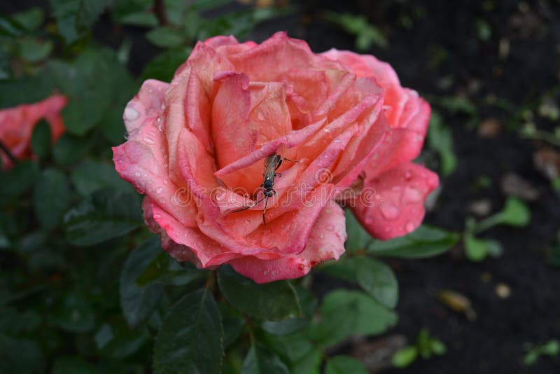 Rose flower stock image. Image of insect, bright, flower - 60335433