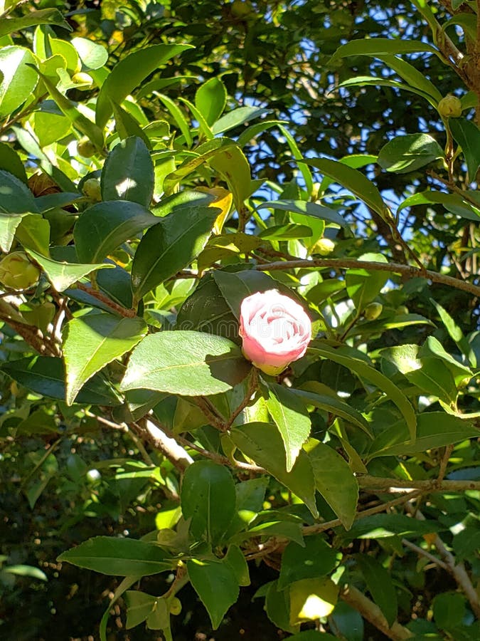 Rose Flower Pink Spring Fall Beautiful Stock Photo - Image of fall ...
