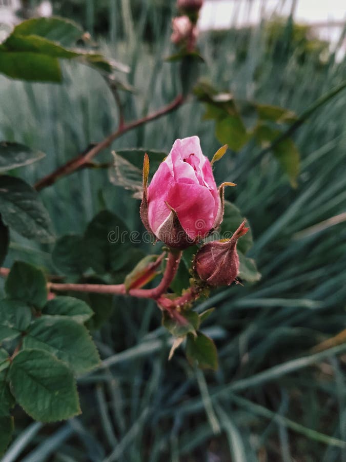 Rose Flower, Pink Rose, Spring Flowers, Spring Atmosphere, Beautiful ...