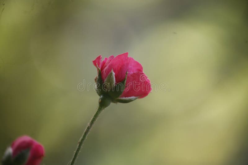 Rose Flower Plant Pink Green Stock Image - Image of plant, yellow ...