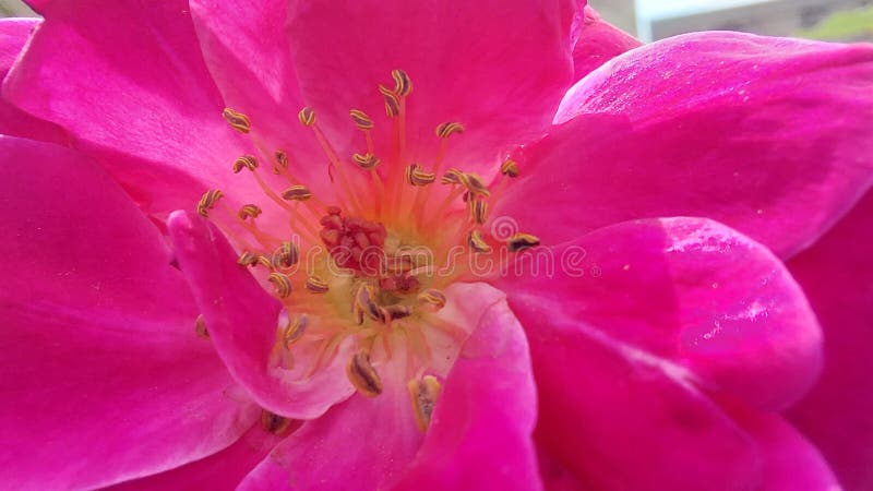 Rose Flower Pollens Closeup Stock Image - Image of pakistan, stamen ...