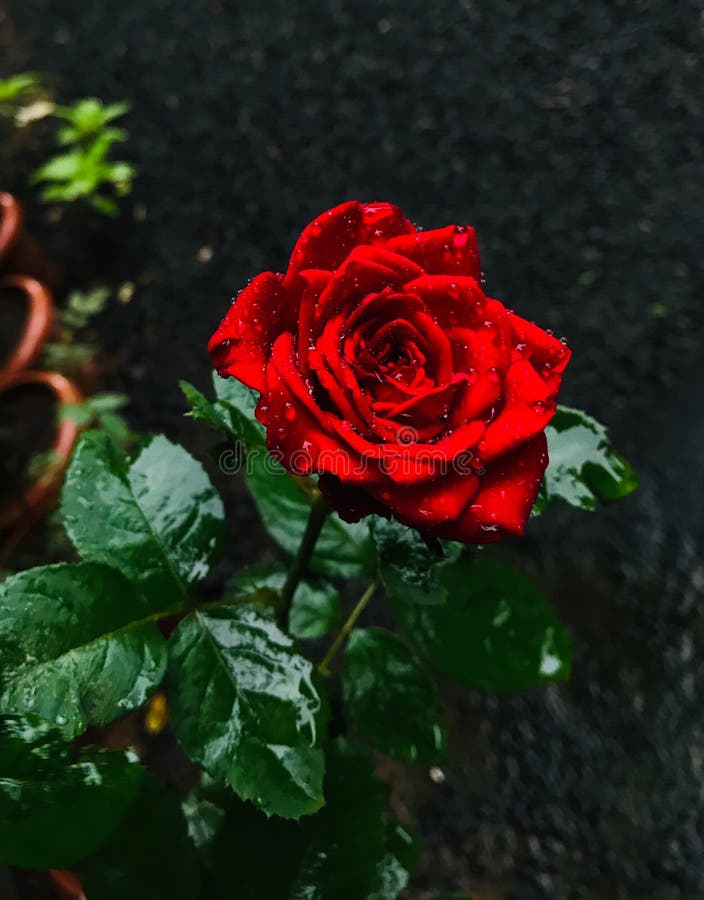Rose flower in the rain stock photo. Image of blossom - 192711438
