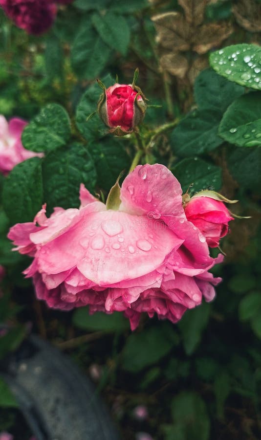 Rose flower after rain stock photo. Image of flower - 252925598