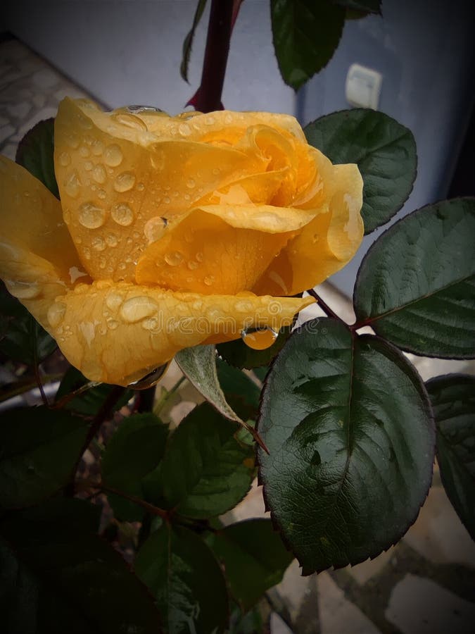 Rose flower in rain stock image. Image of produce, yellow - 269457005