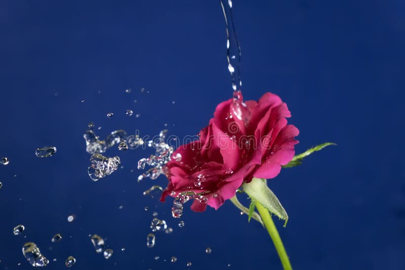 Shining Red Rose Point Petal Stock Image - Image of rose, point: 246840211