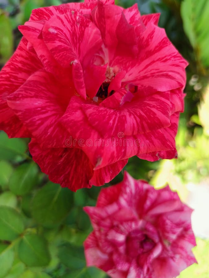 Rose Flower with Red Batik Motif Stock Image - Image of rose, motif ...
