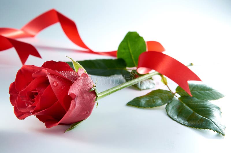 Rose Flower with Red Ribbon Rossa Fotografia Stock - Immagine di flora ...