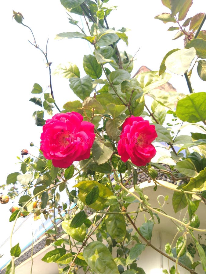 Rose Flower Red Two Roses stock image. Image of flower - 168420035