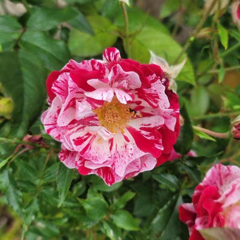 Rose Flower Red White Fresh Stock Image - Image of petals, rose: 320442971