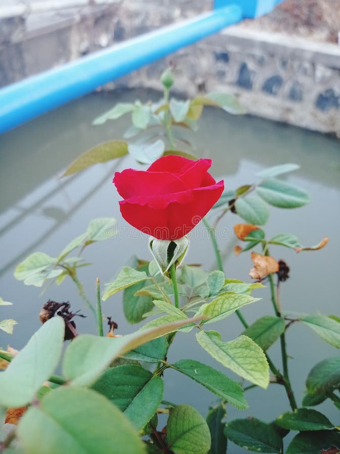 Rose flower in river stock photo. Image of rose, river - 225581604