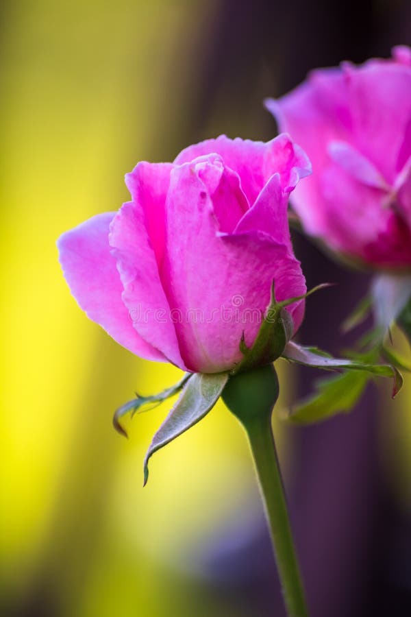 Rose Flower in a Roses Garden Stock Image - Image of isolated ...
