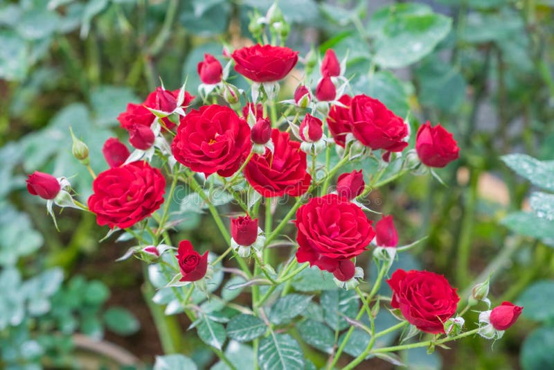 Rose Flower rouge photo stock. Image of normal, bouquet - 36639708